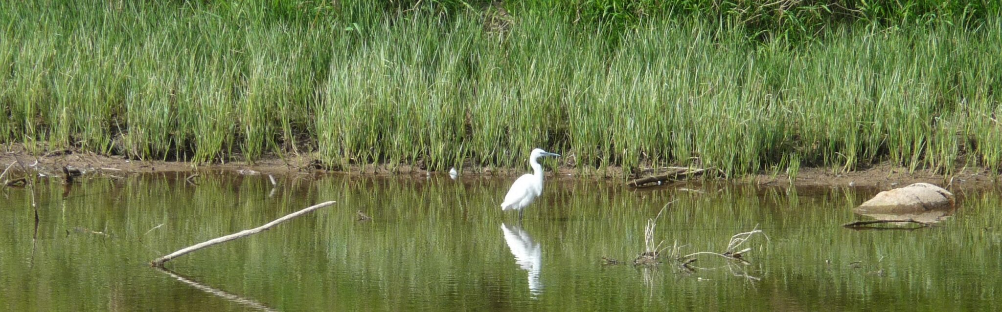 NHS Ombudsman news and a Fast-track decision – Luke Clements